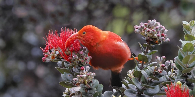 Huy động hàng triệu con muỗi để giải cứu loài động vật sắp tuyệt chủng ...