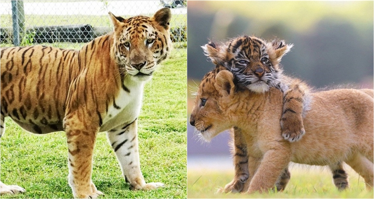 Bí mật về đứa con lai của hổ và sư tử, tiết lộ ngoại hình kỳ lạ, số ...