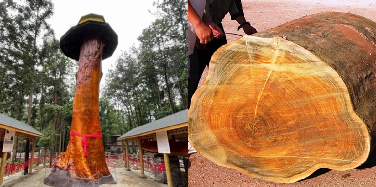 Cây gỗ có thể trị giá tới 9000 tỷ đồng nhưng lại không ai dám trồng vì ...