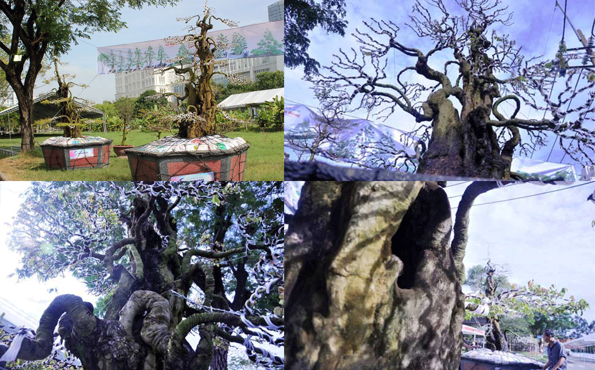 Cặp khế dáng ‘quân tử’ 300 tuổi: Thân cứng như đá, thuộc loại hàng hiếm ...