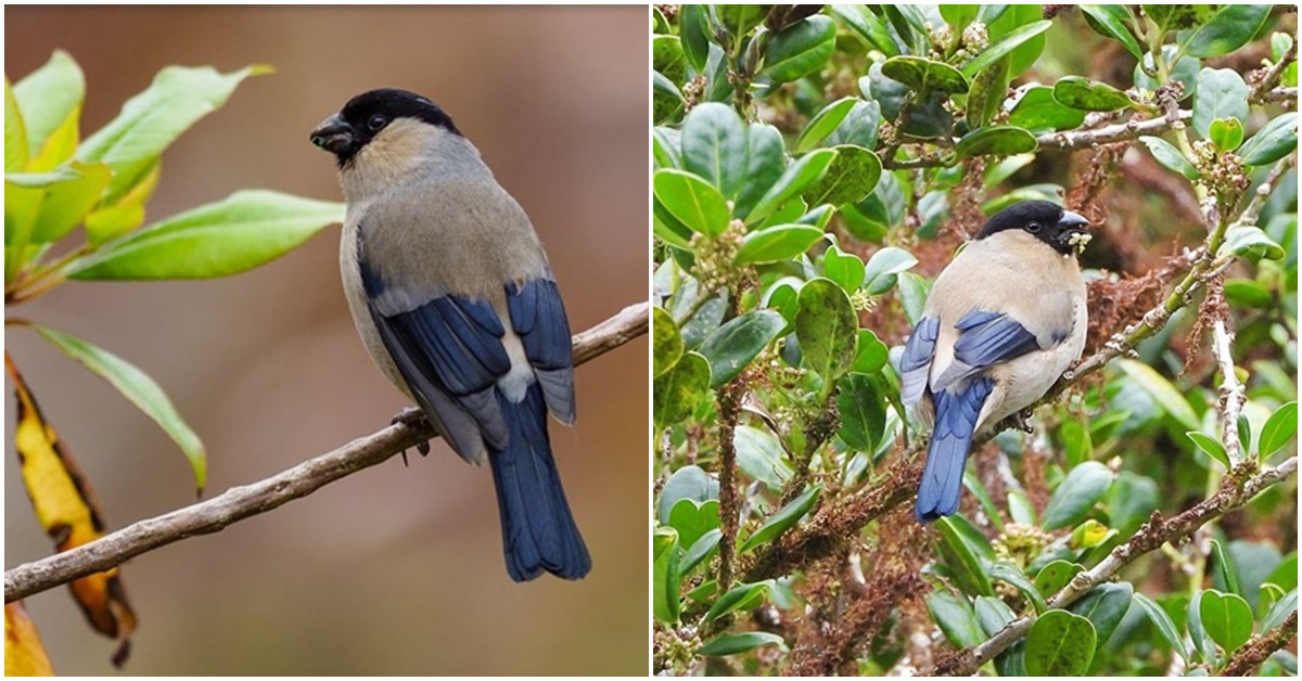 Một trong những loài chim có nguy cơ tuyệt chủng đang hồi phục diệu kì ...