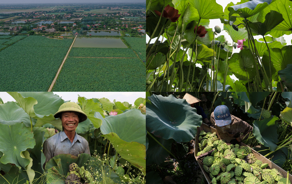 Thông tin về địa phương có diện tích trồng sen lớn nhất miền Bắc