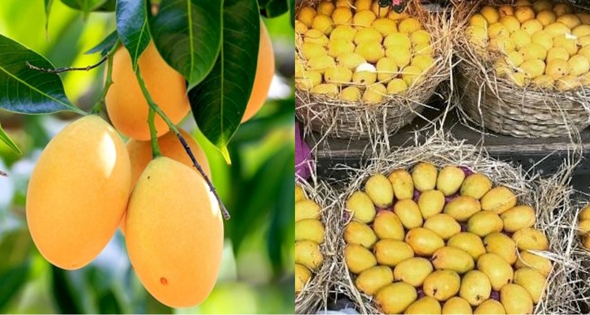 Loại quả Việt Nam từng khiến cựu Đại sứ Mỹ phải xuýt xoa, Trung Quốc mê ...