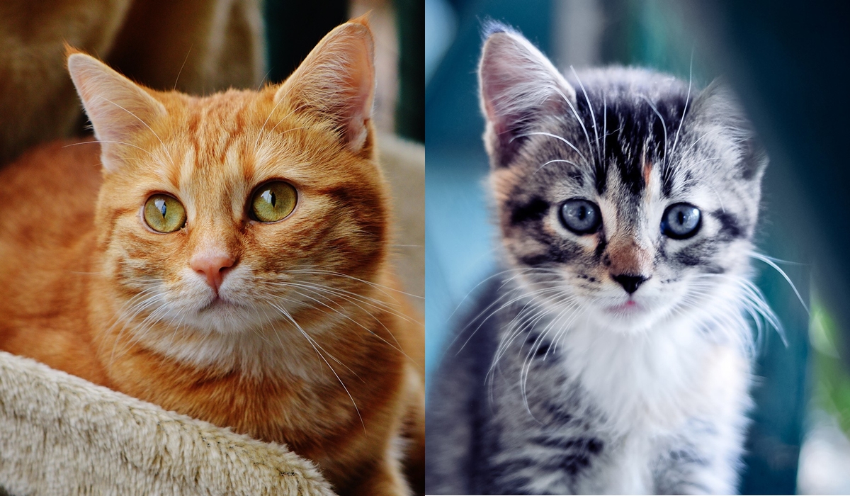 Hé lộ điều bí mật không tưởng về loài mèo mà ít người biết, không đơn ...