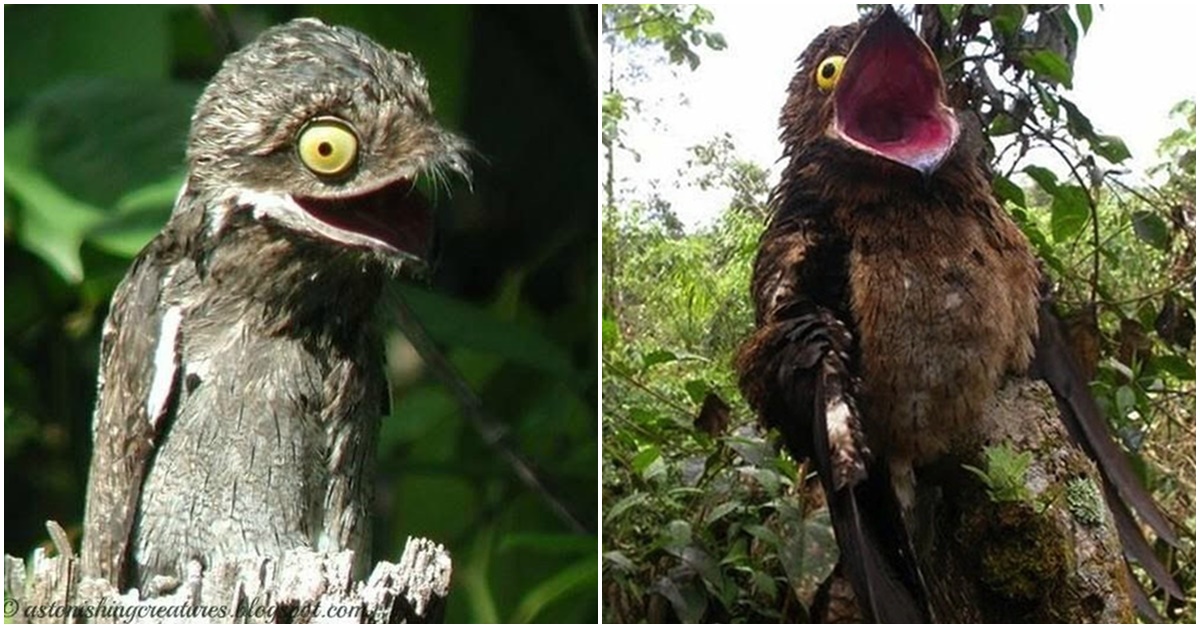 Loài chim có ngoại hình xấu xí được mệnh danh ‘xứ giả địa ngục’, nỗi ám ...