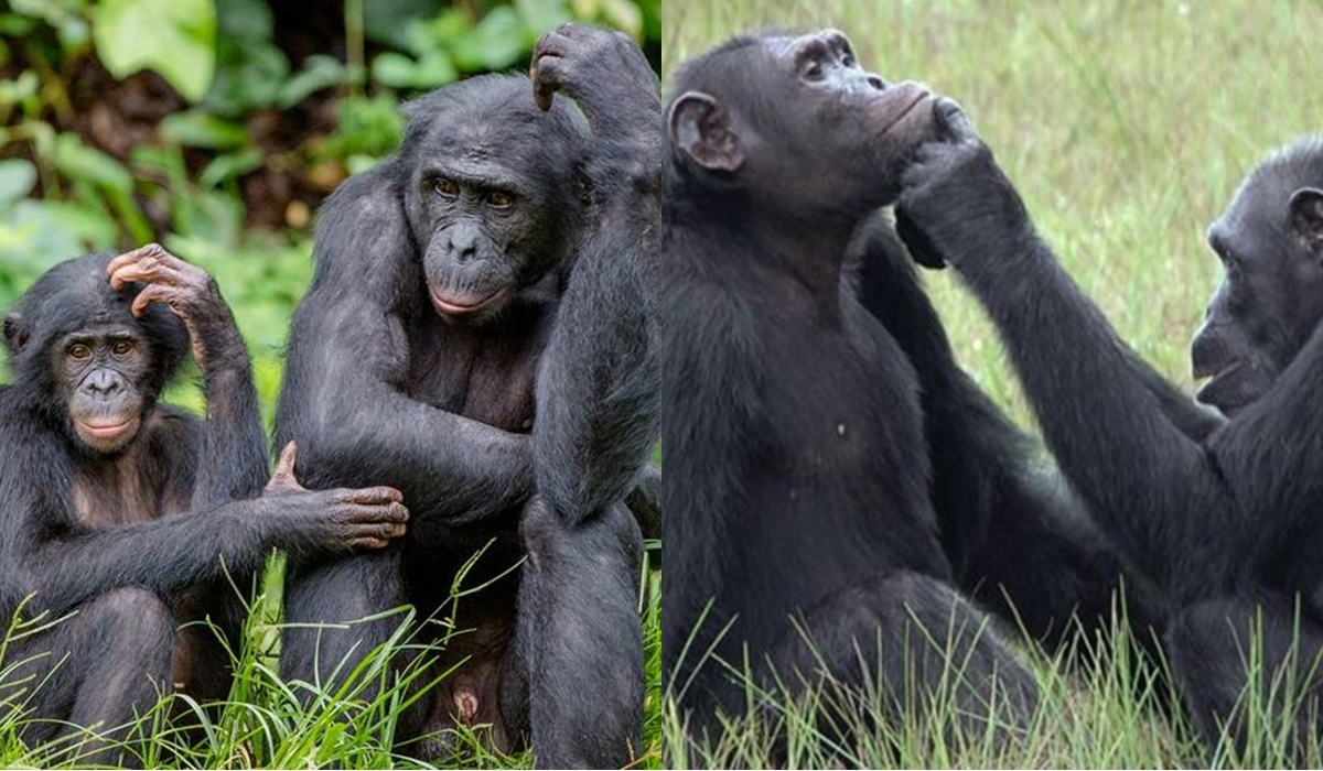 Điều gì xảy ra nếu con người giao phối với động vật?