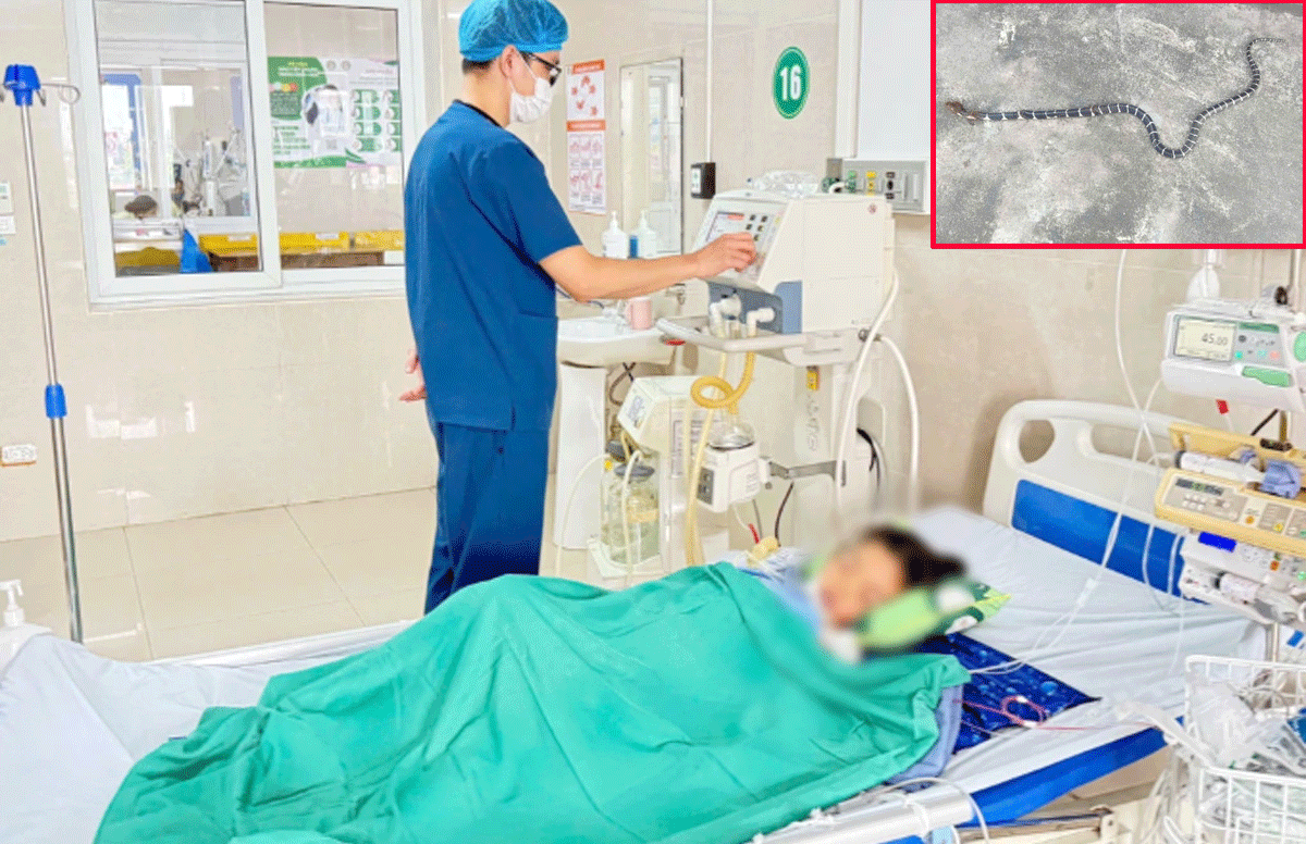 Gia đình run sợ kể lại giây phút con gái 7 tuổi bị rắn cạp nia chui từ ...
